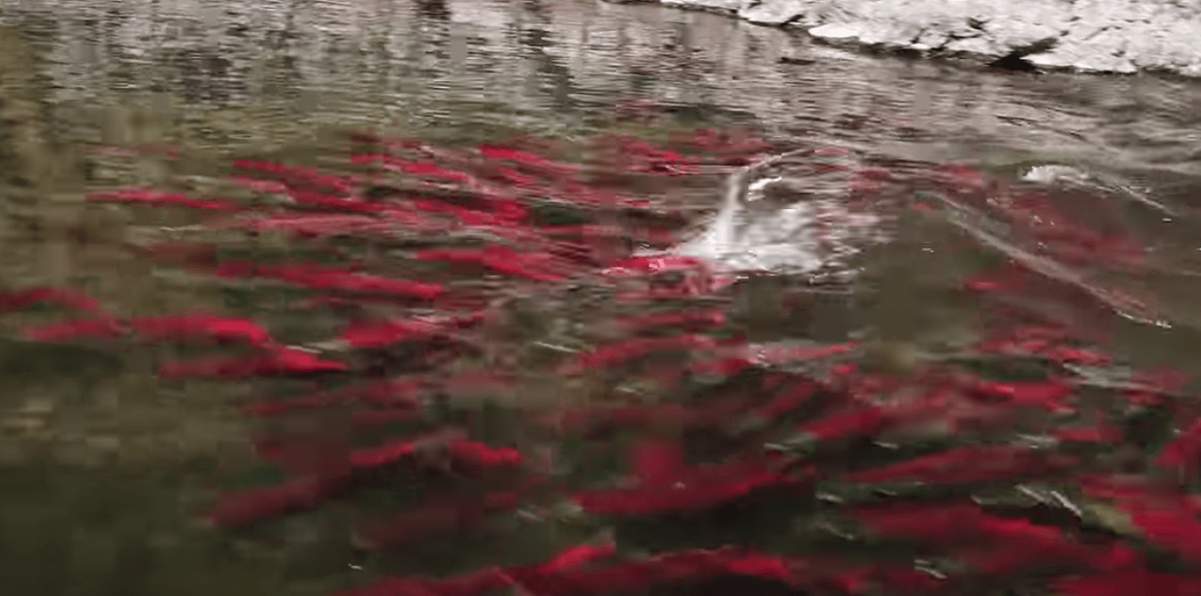 Alaska Magazine | Salmon Country