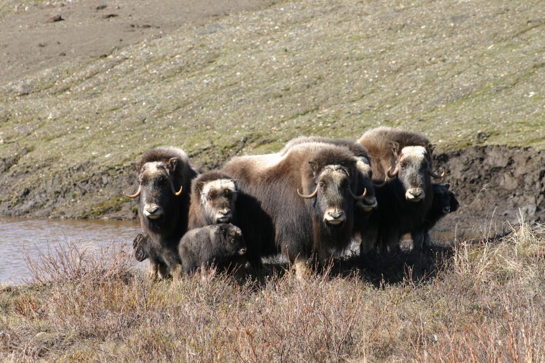 Alaska Magazine | The Shaggy Saga of Alaska’s Muskox