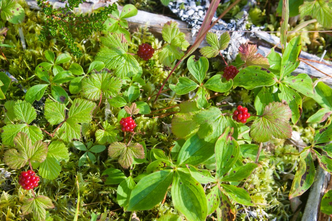 Alaska Magazine | Nagoonberry: the superstar of Alaska's wild berries