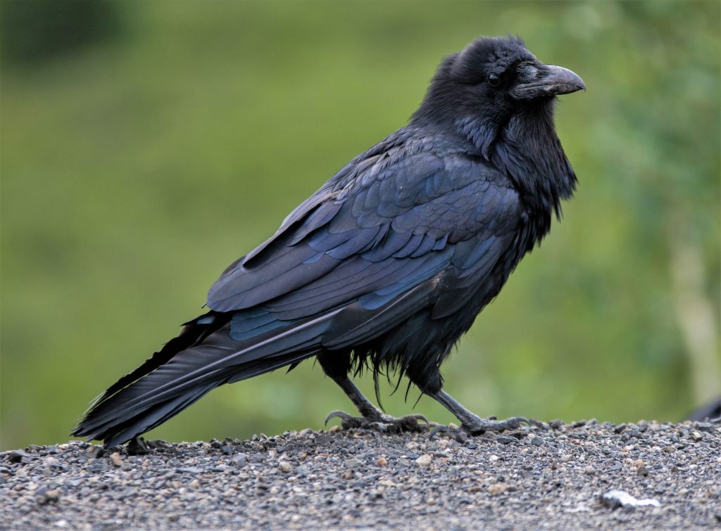 Alaska Magazine | Telling Raven Stories
