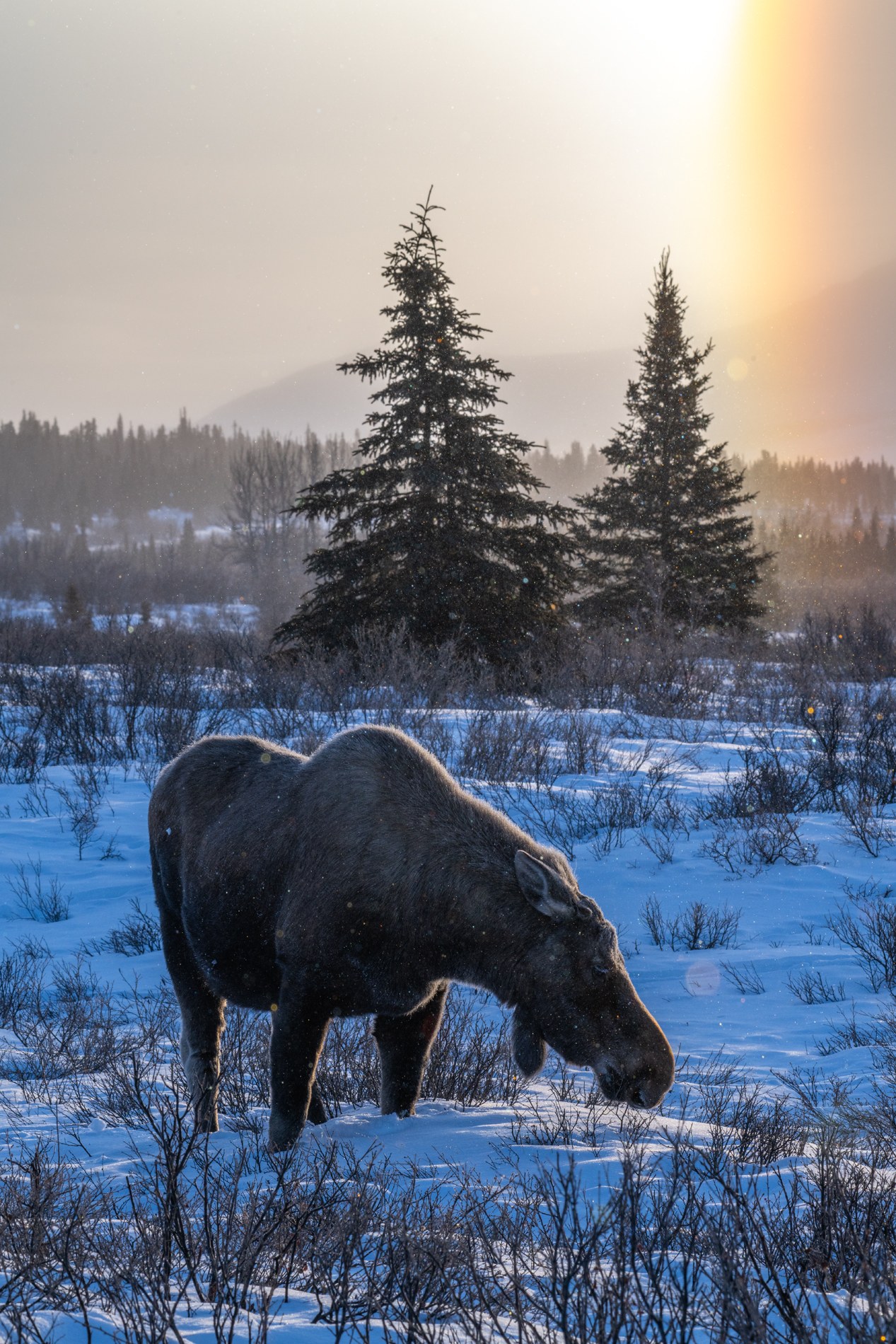 Ice Rainbow Moose - Alaska magazine Photo Contest - Alaska Magazine