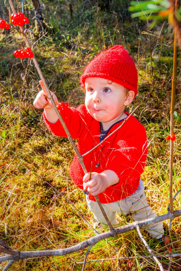 Alaska Magazine | Discover the Highbush Cranberry