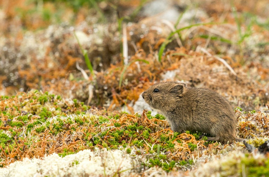 Alaska Magazine | The Singing Voles of St. Matthew Island