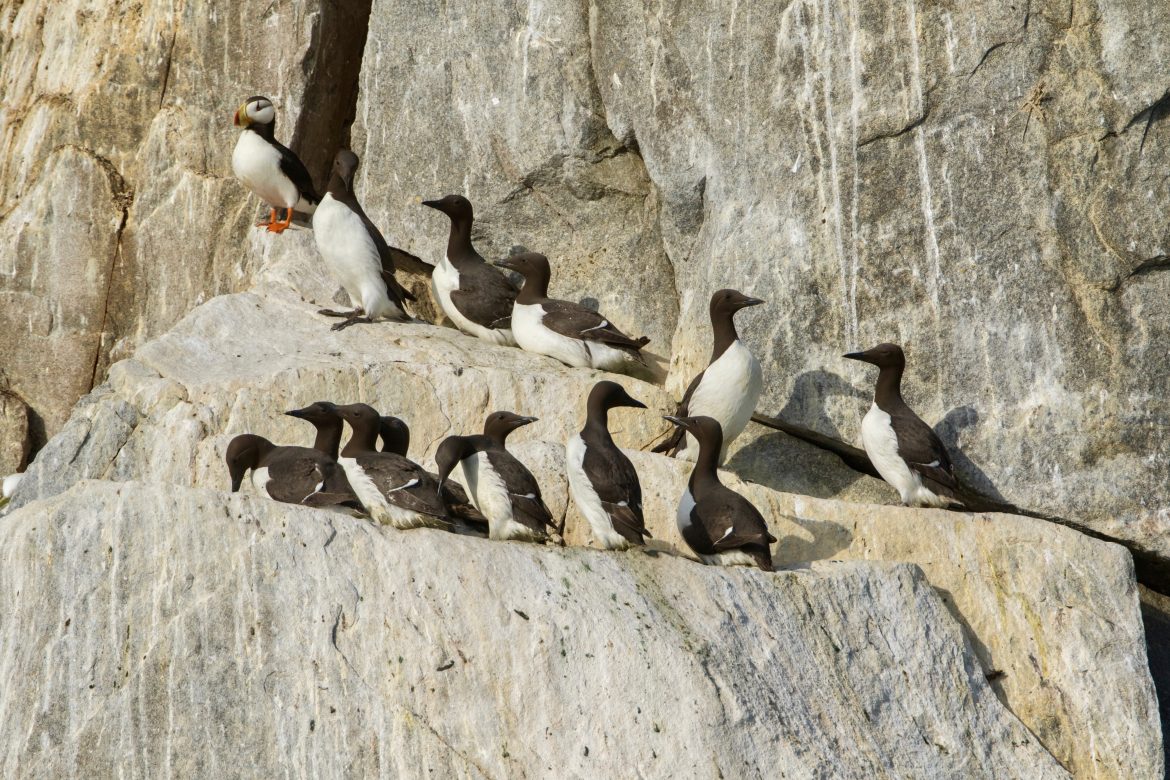 Alaska Magazine | A Treasure Island in the Bering Strait