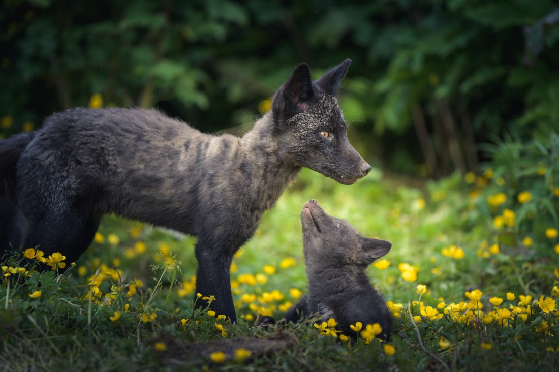Alaska Magazine | Otherworldly Scenes from Umnak Island