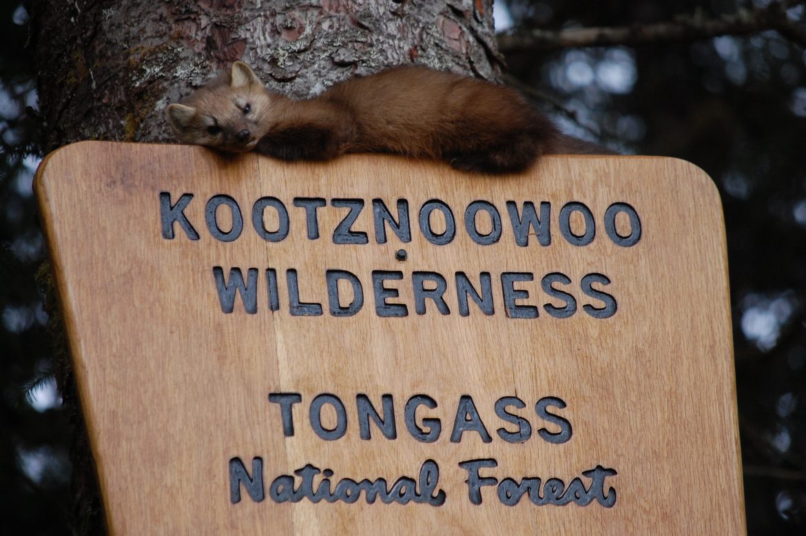 Alaska Magazine | The Roadless Rule And New Life For The Tongass ...