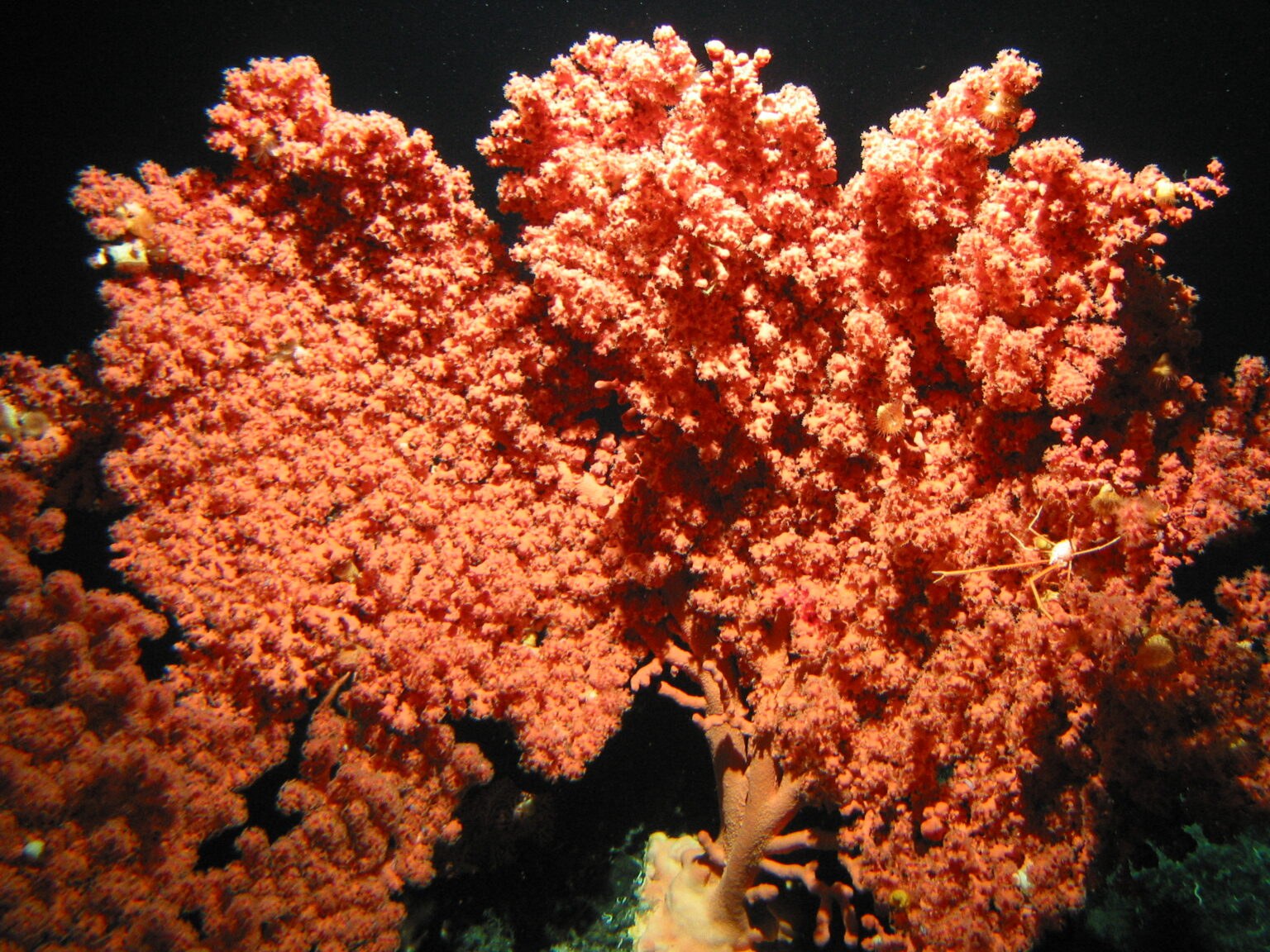 Alaska Magazine | Alaska's Coral Gardens Get a Closer Look