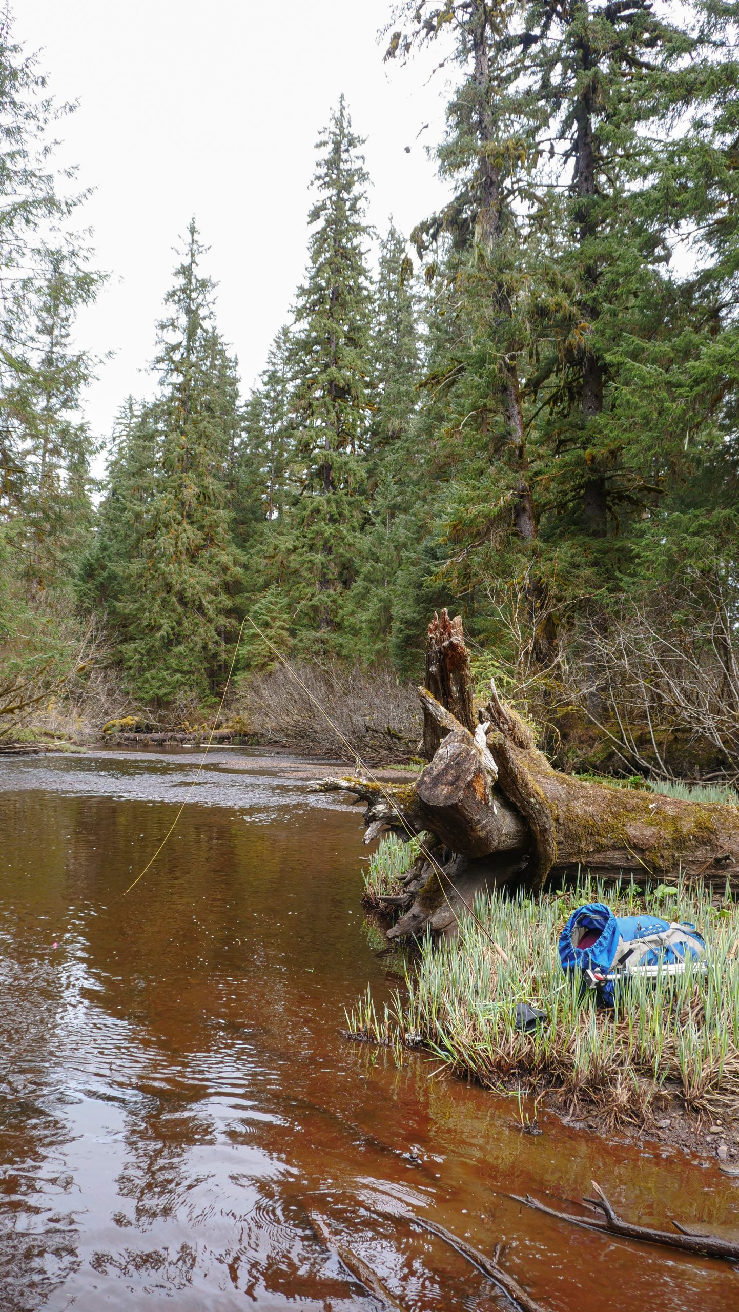 Alaska Magazine | Coastal Cutthroats
