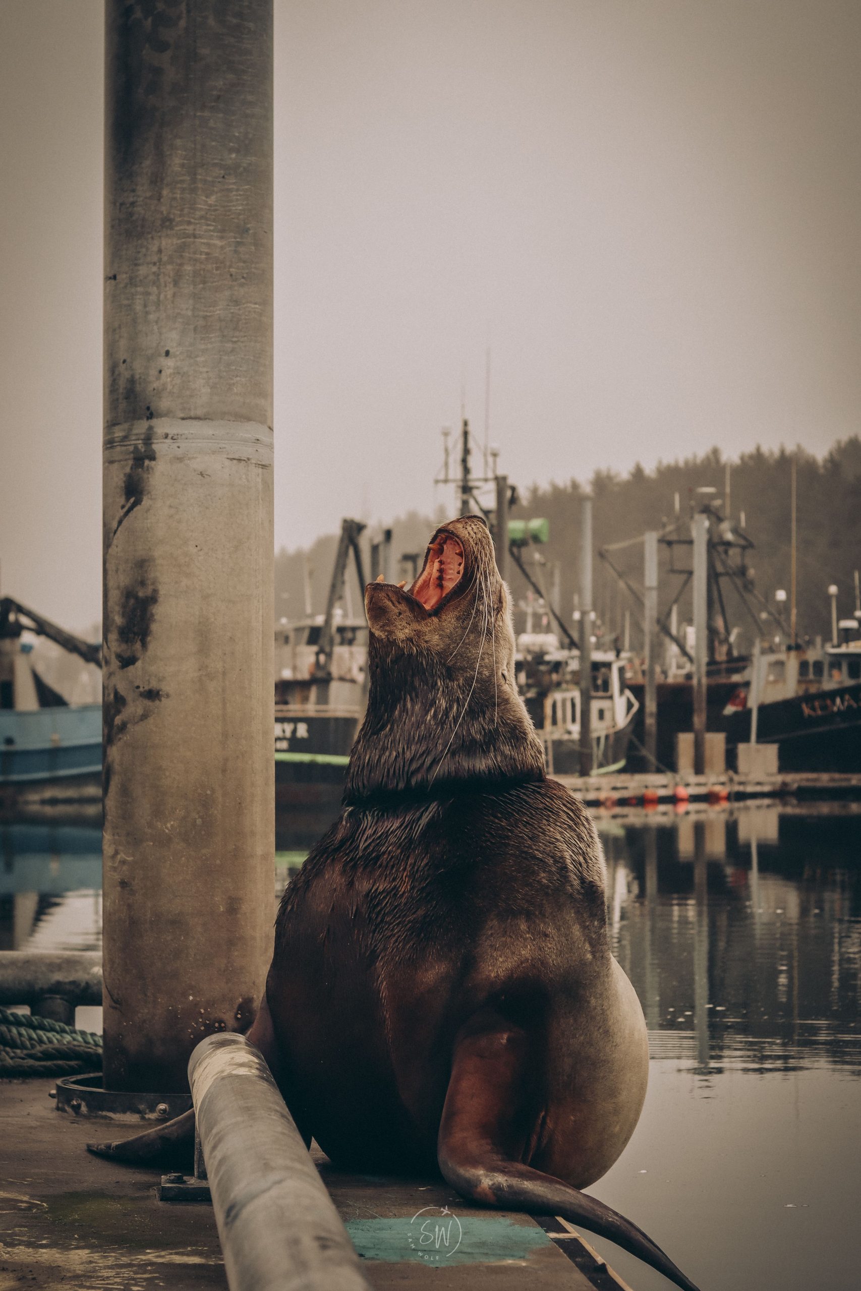I just wanna nap! - 2023 Alaska magazine Photo Contest Sponsored by ...