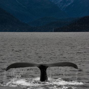 Humpbacks In Alaska - 2024 Photo Contest Sponsored by Alaska Airlines ...