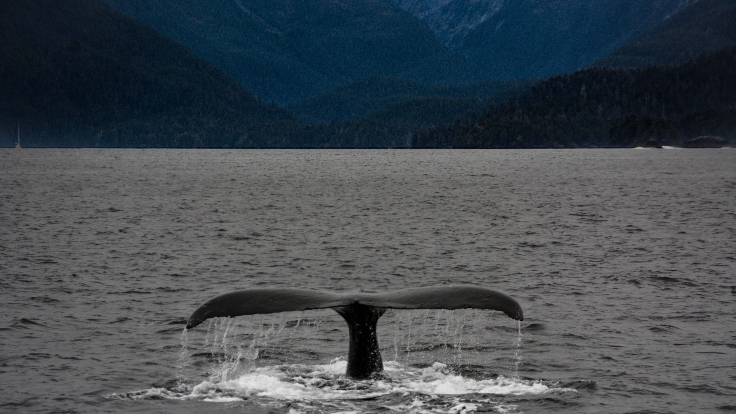 Humpbacks In Alaska - 2024 Photo Contest Sponsored by Alaska Airlines ...
