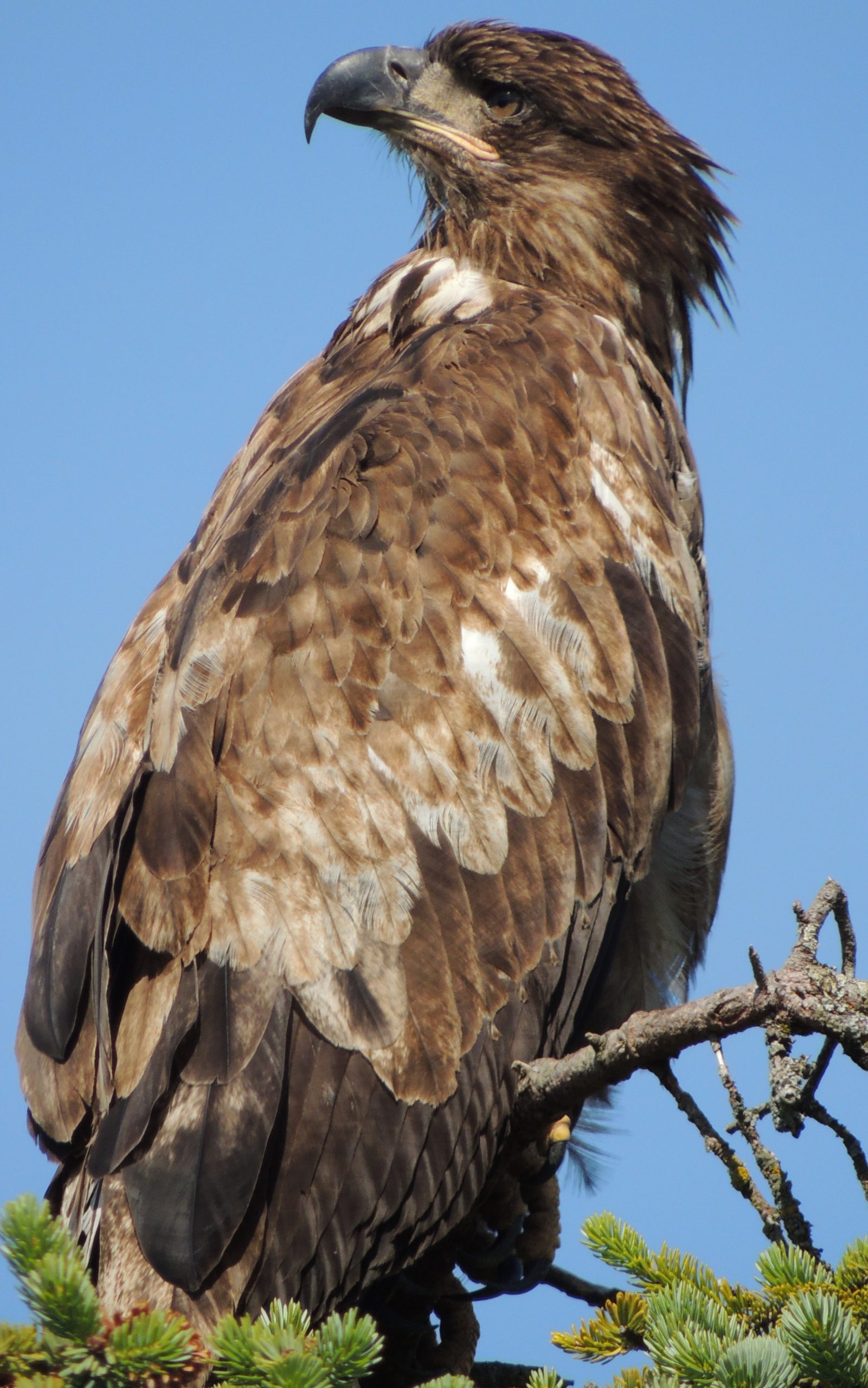Young Bald Eagle - 2024 Photo Contest Sponsored by Alaska Airlines ...