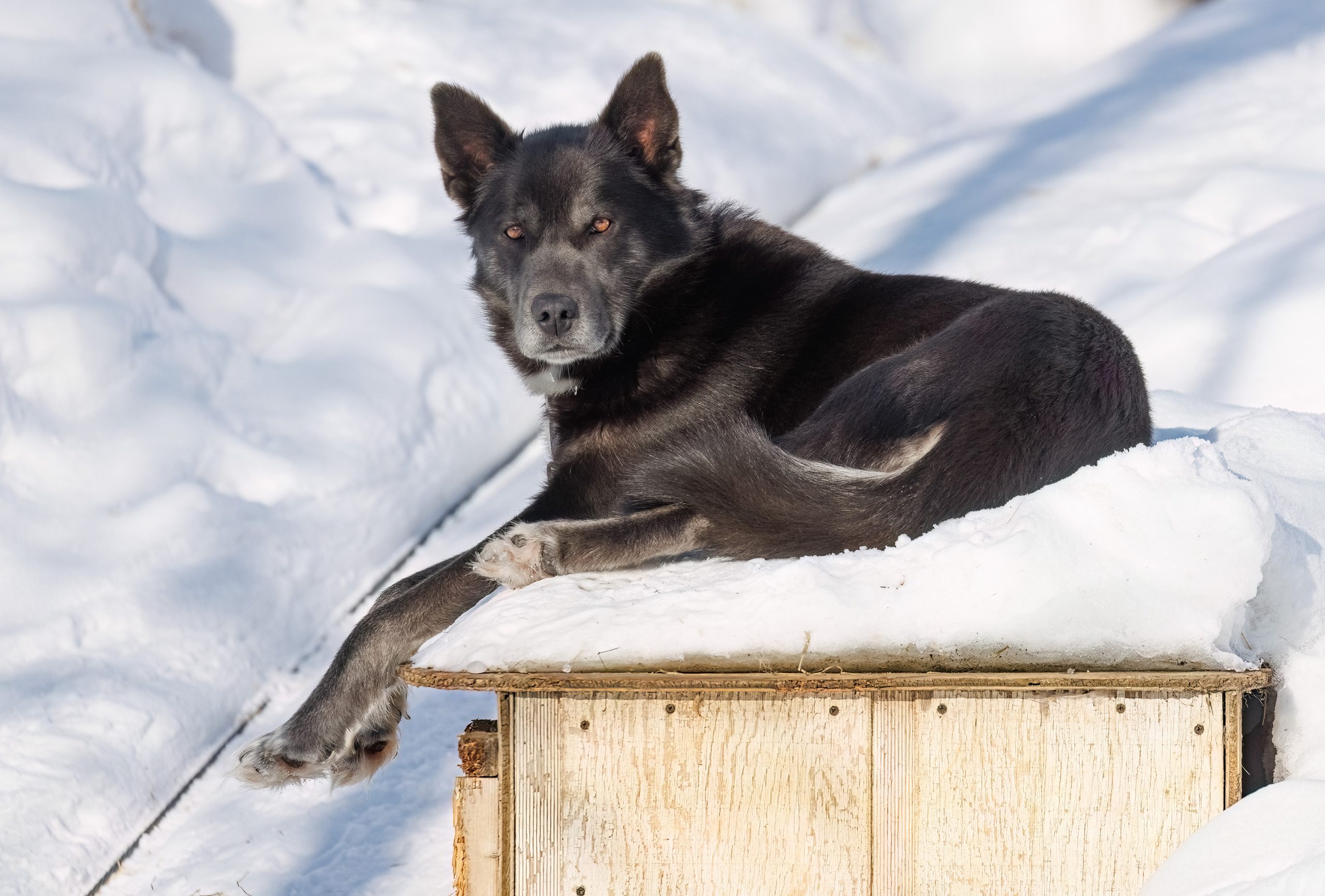 Working Sled Dog - 2024 Photo Contest Sponsored by Alaska Airlines ...