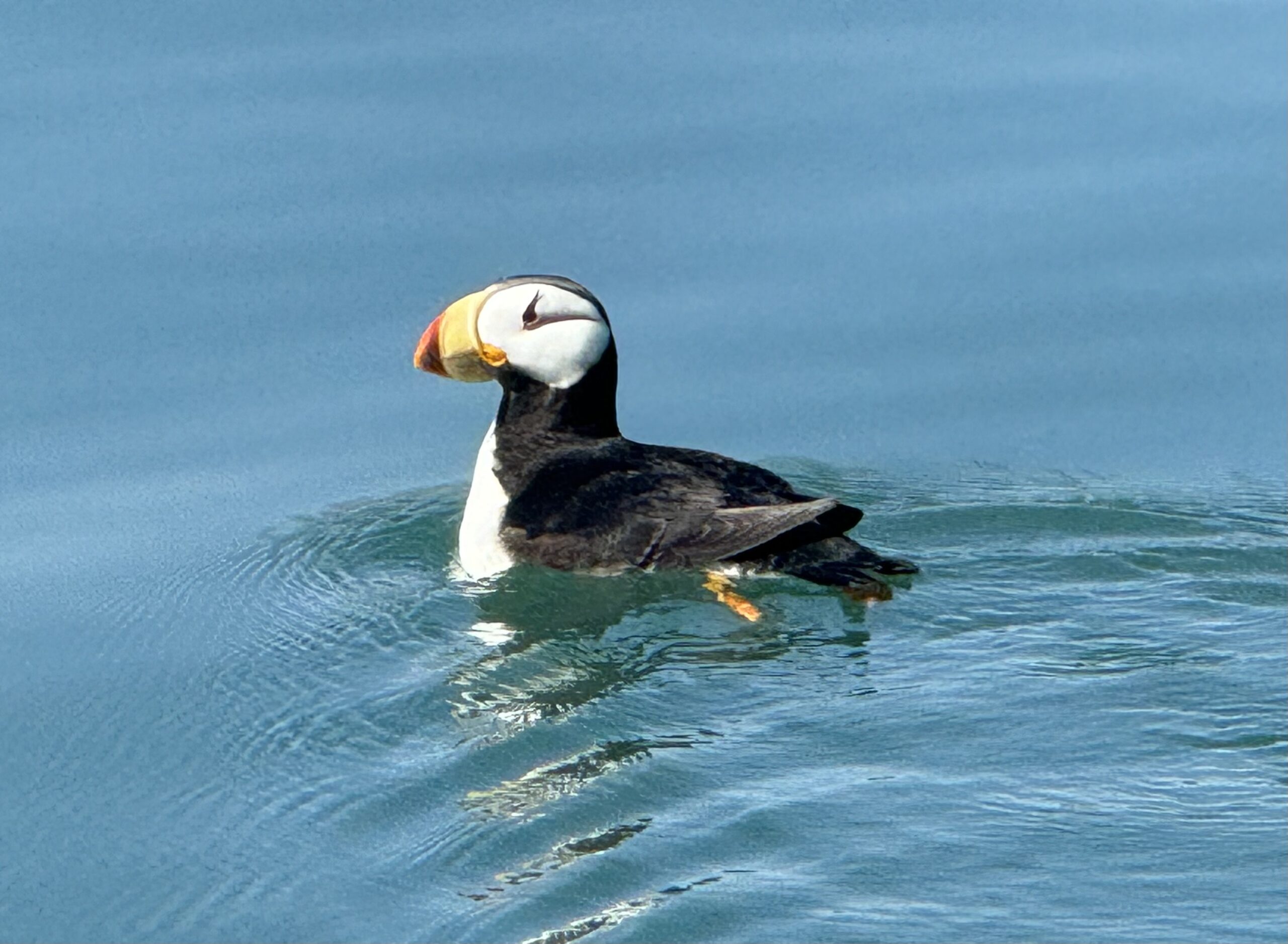The Beauty of the Puffin - 2024 Photo Contest Sponsored by Alaska ...