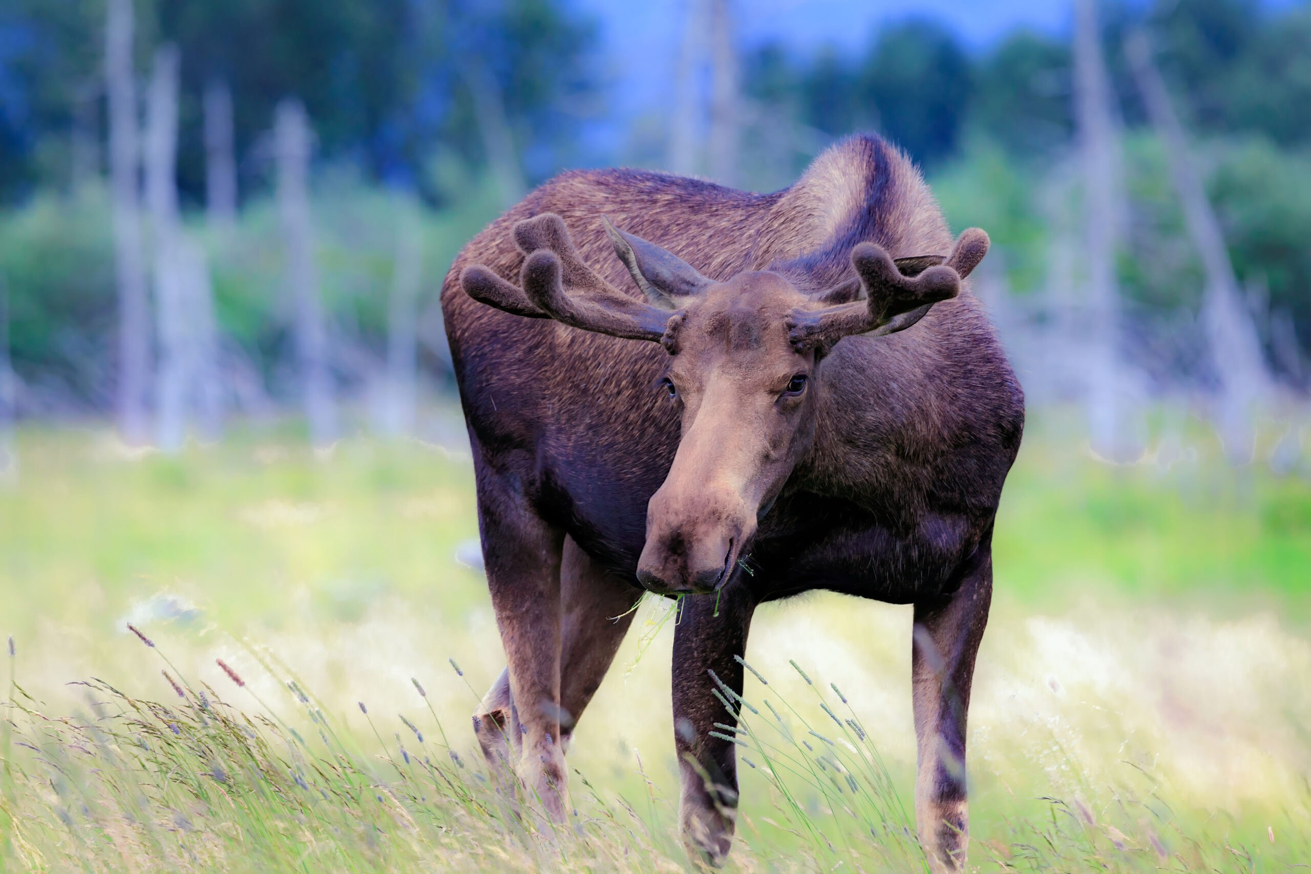 Budding Velvet - 2024 Photo Contest Sponsored by Alaska Airlines ...